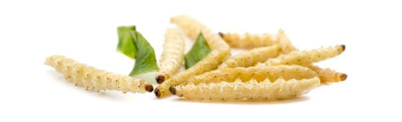 About Us | Crunchy Critters