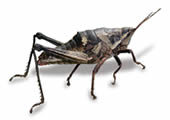 Crunchy Critters | Exclusive, ready-to-eat edible insects.