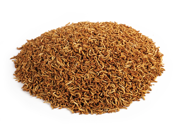 Edible insect lollipops 4 x 30g | Crunchy Critters - Buy Edible Insects