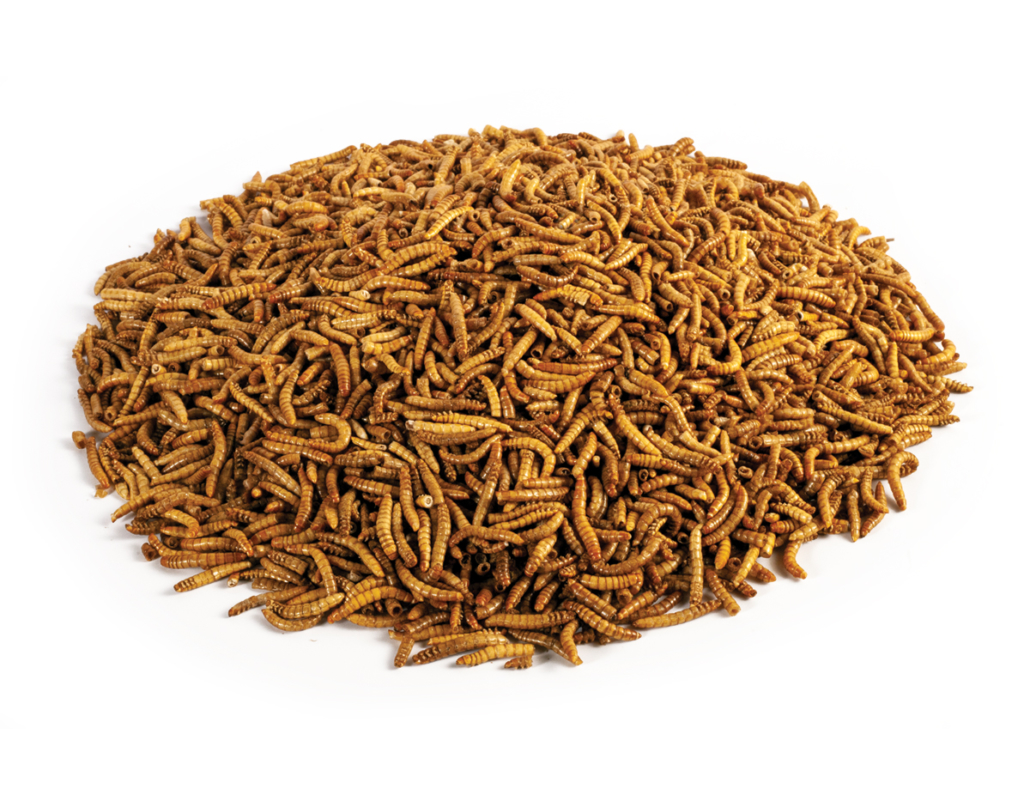 Edible insect lollipops 4 x 30g | Crunchy Critters - Buy Edible Insects