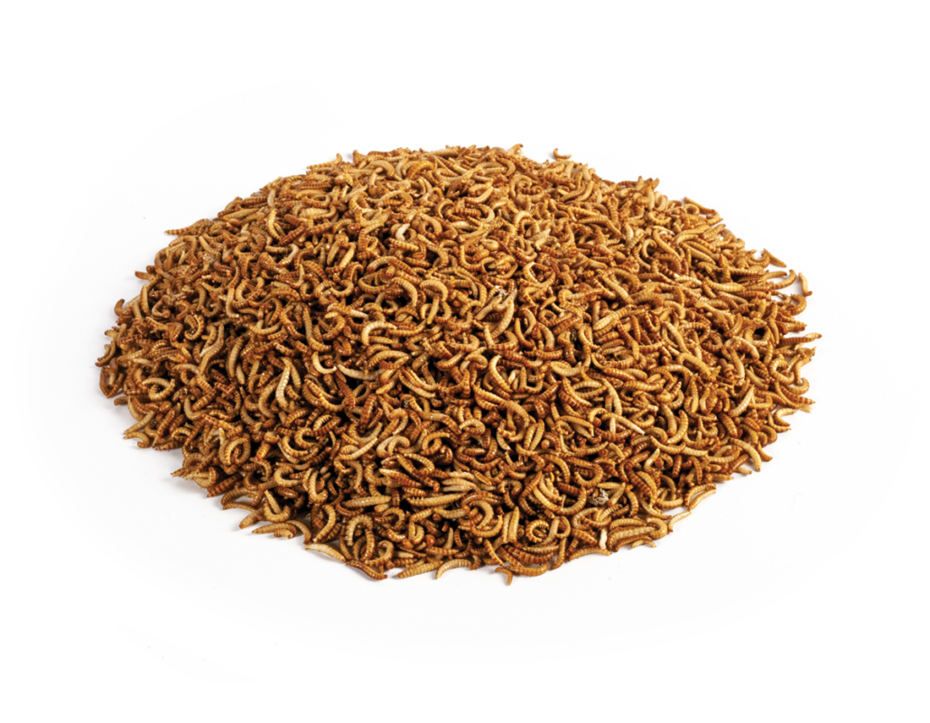 Half a pint of Buffalo worms | Crunchy Critters - Buy Edible Insects