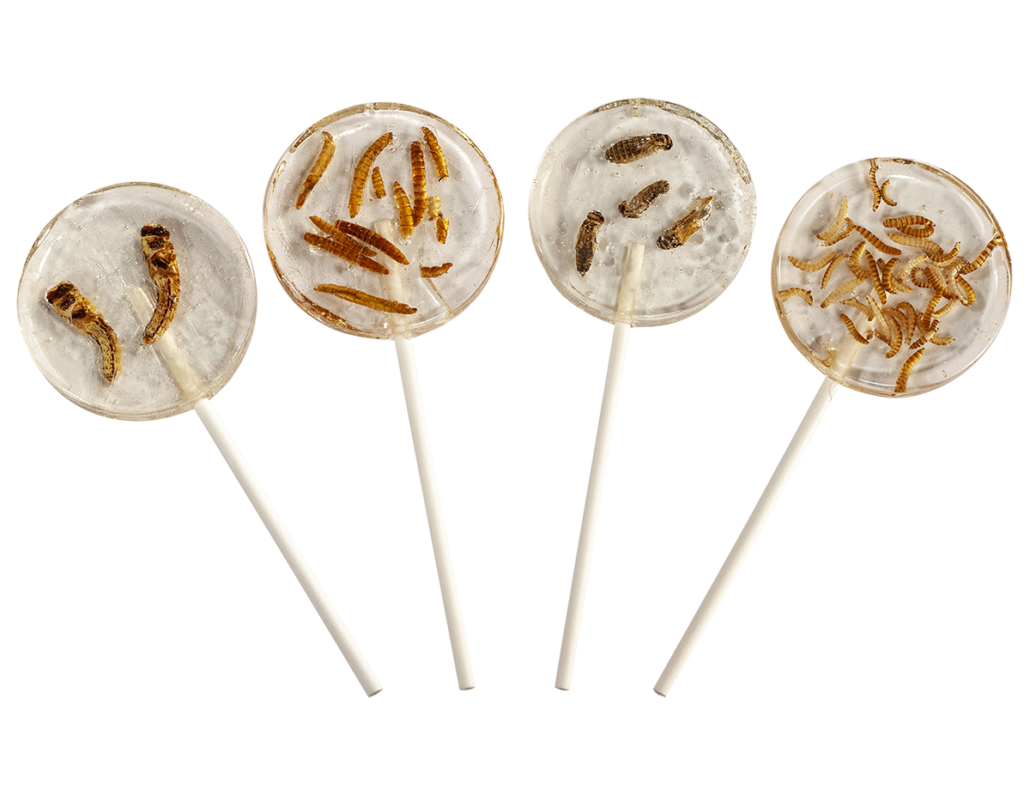 Edible insect lollipops 4 x 30g | Crunchy Critters - Buy Edible Insects