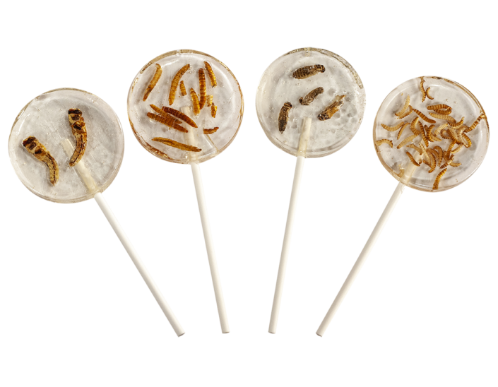 Edible insect lollipops 4 x 30g | Crunchy Critters - Buy Edible Insects